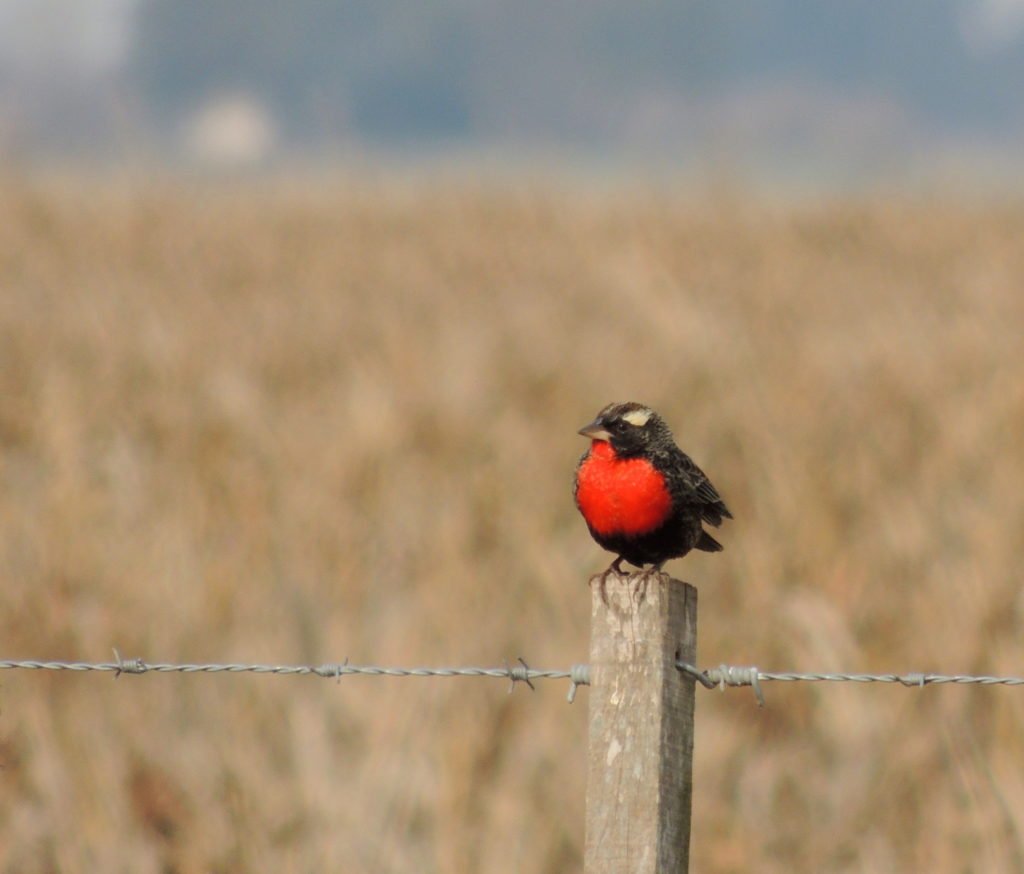 Pecho Colorado en Oliden, La Plata (Buenos Aires) – Aves en Foco