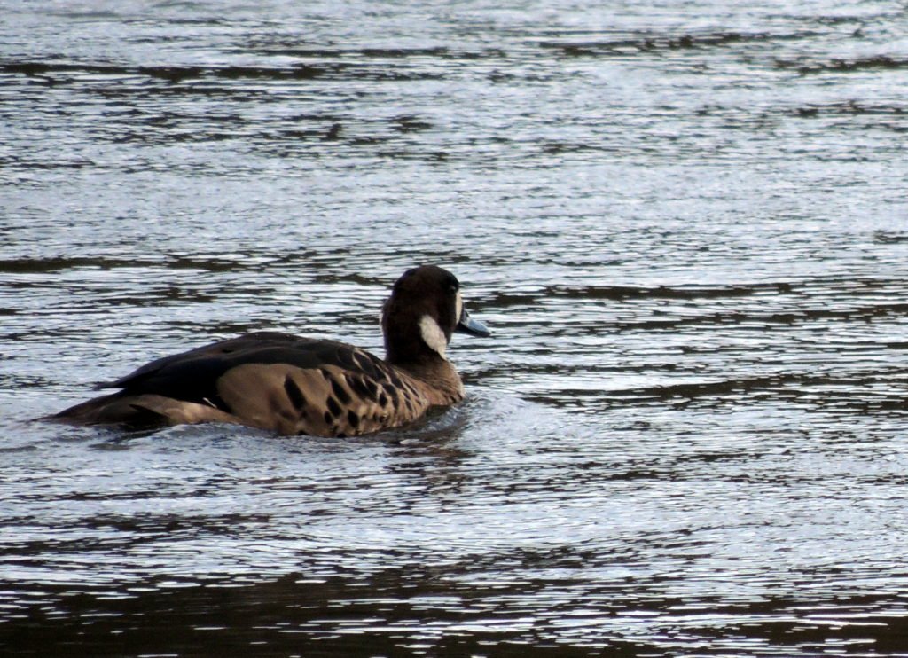 Pato de Anteojos en PN Tierra del Fuego – Aves en Foco