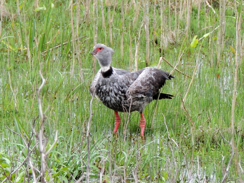 chajá – Aves en Foco