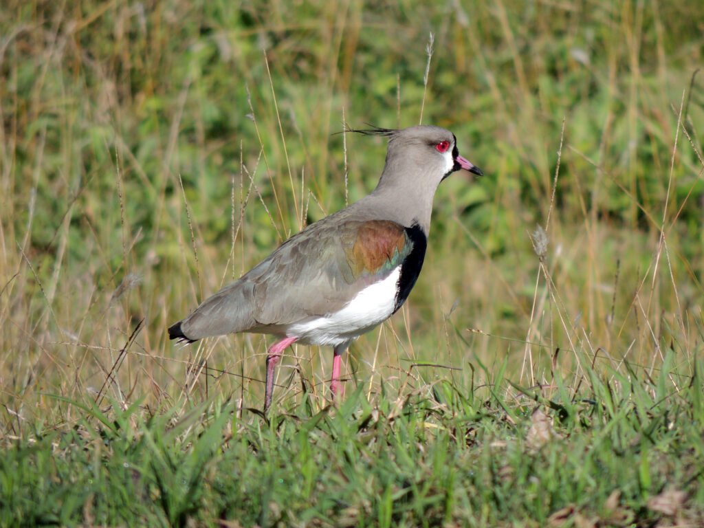 Nuevos nombres para algunas aves de Argentina – Aves en Foco