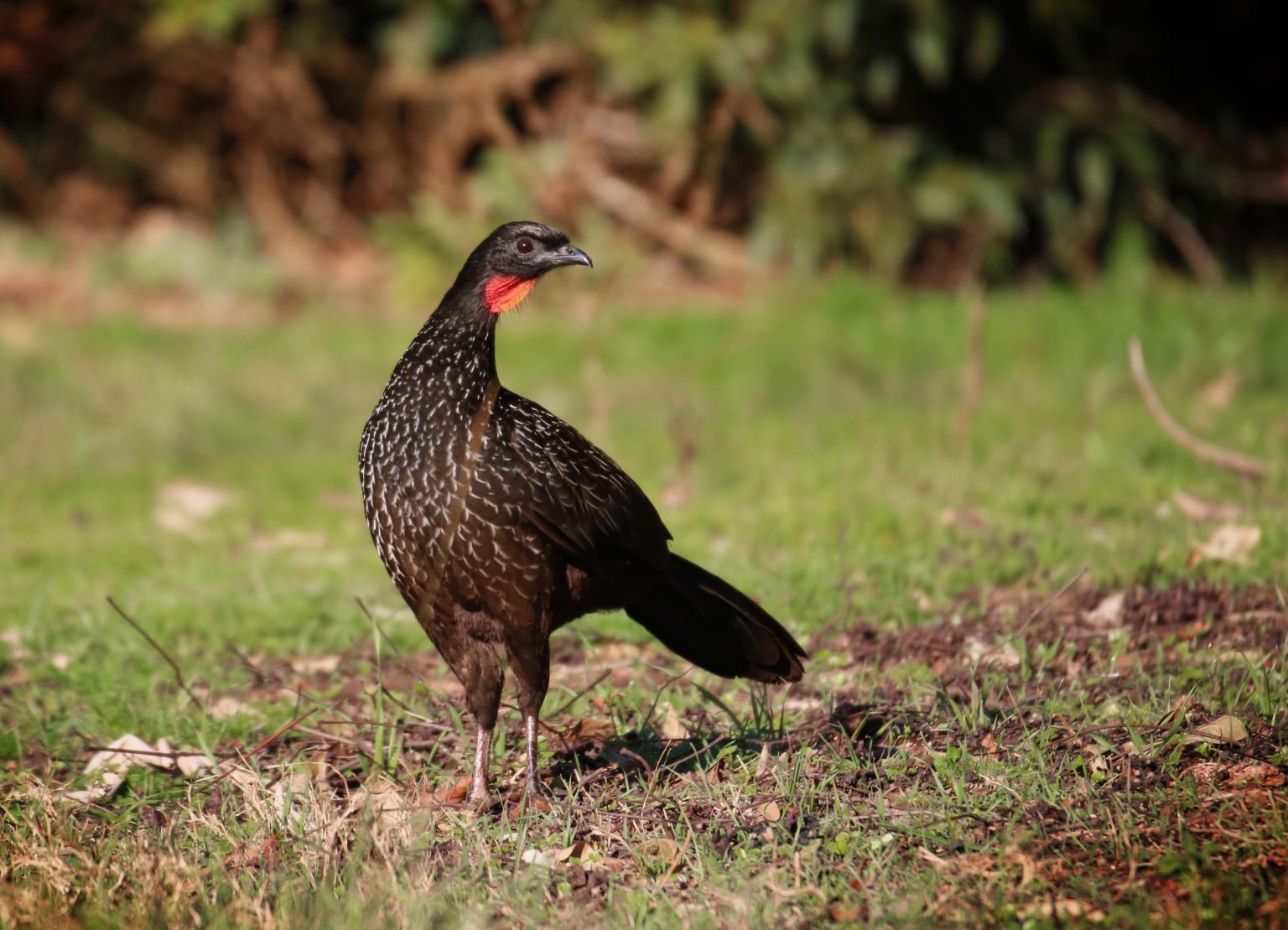 Pava de Monte Ribereña en Gdor. Virasoro (Corrientes) – Aves en Foco